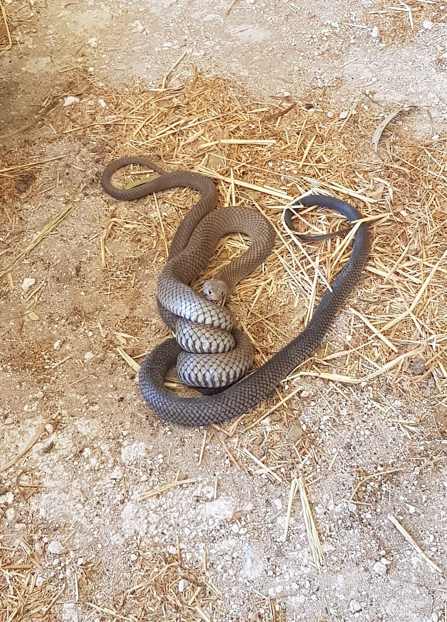 Snake swallowing another snake spotted on farmer's property in South ...