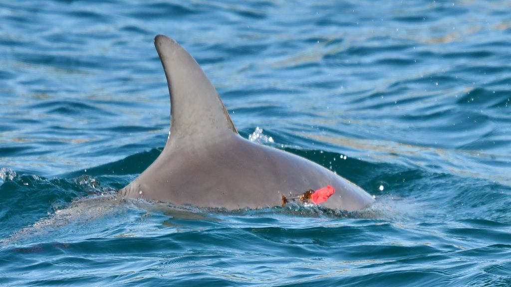 Dolphin calf survives spear attack - ABC News