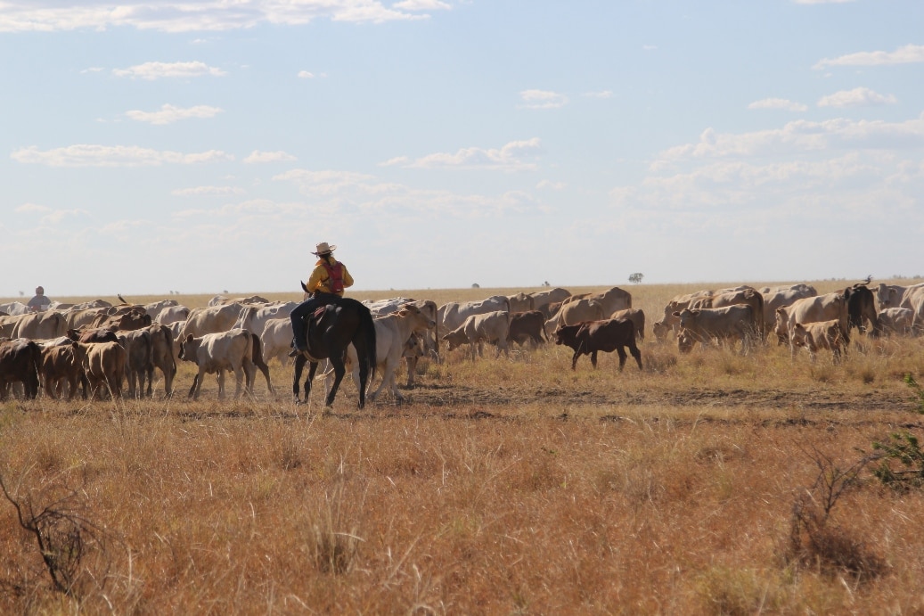 The changing role of contract musterers on northern cattle stations ...