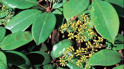 Cissus - Gardening Australia