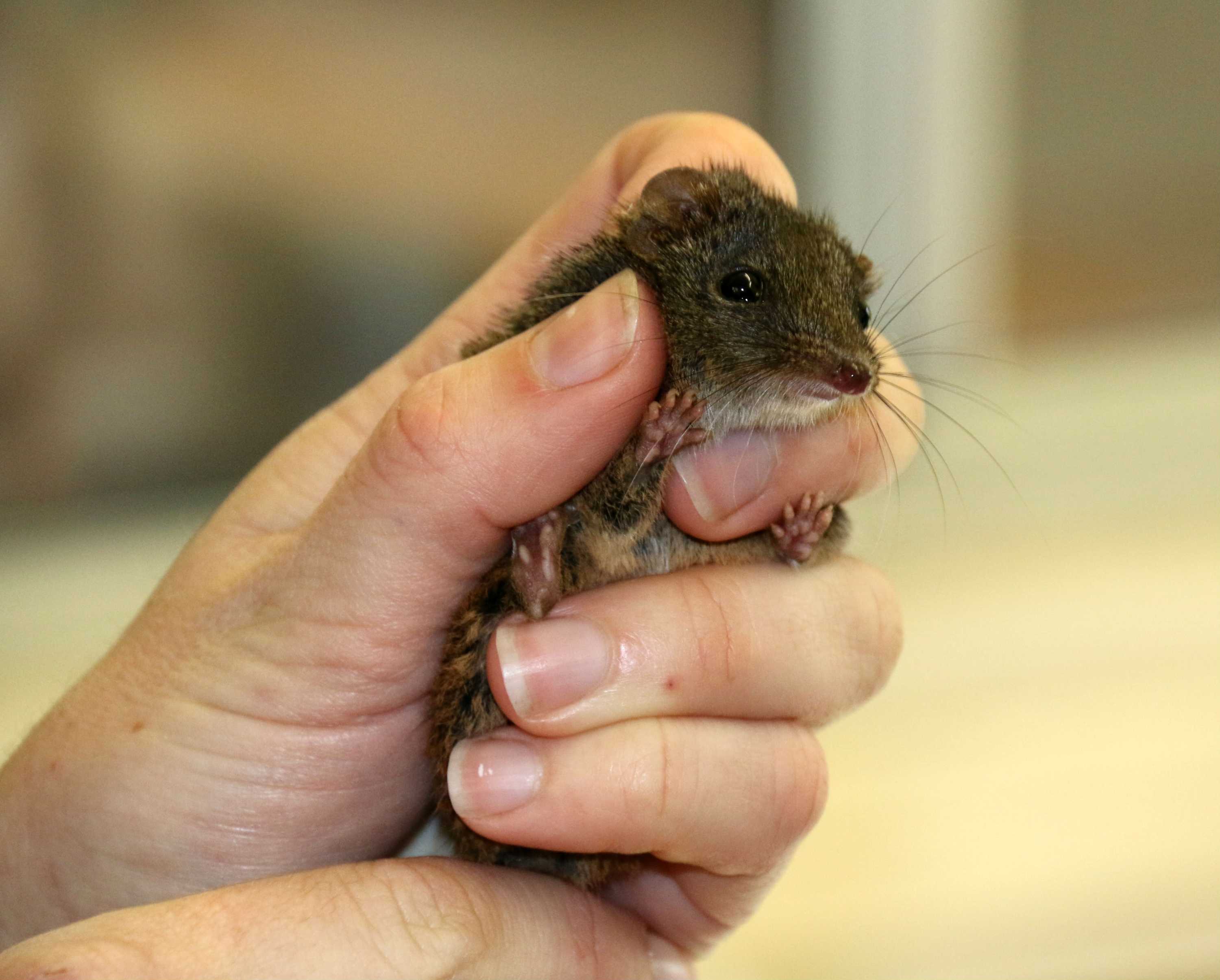 Tiny brown mouse-like mammal antechinus fights back from extinction at ...