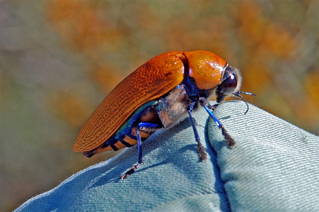 Aussie researchers among IgNobel winners - ABC News