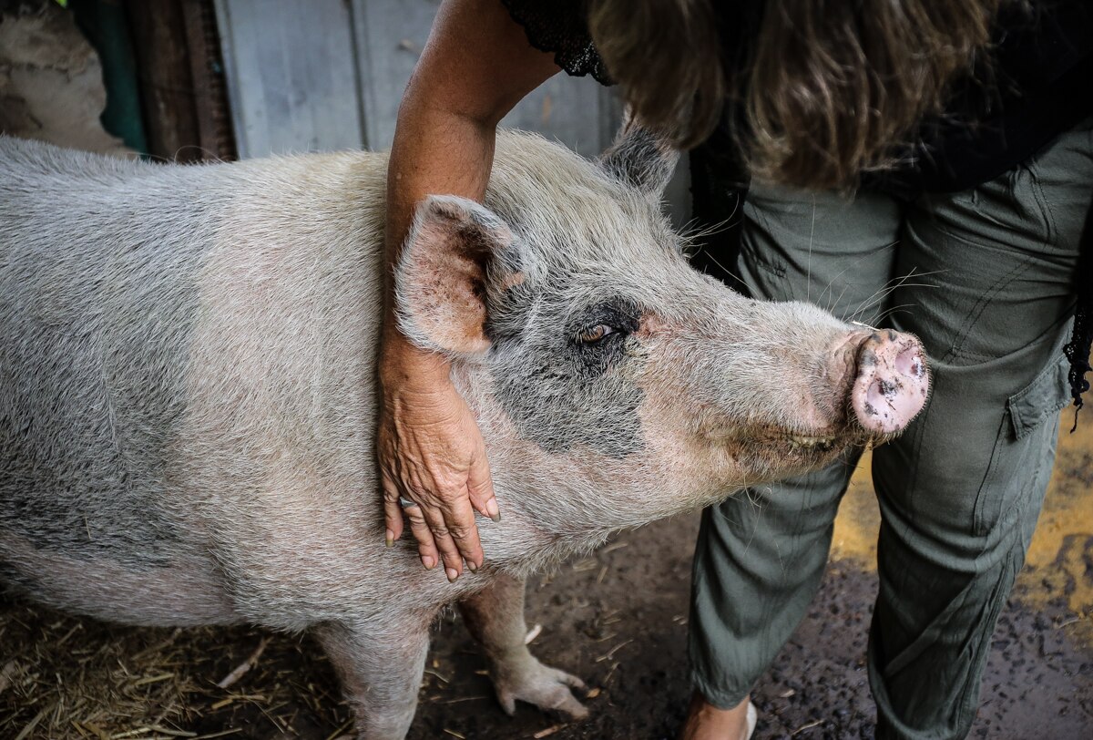 Australia rallies around injured Polly the pig after attack in Nimbin ...
