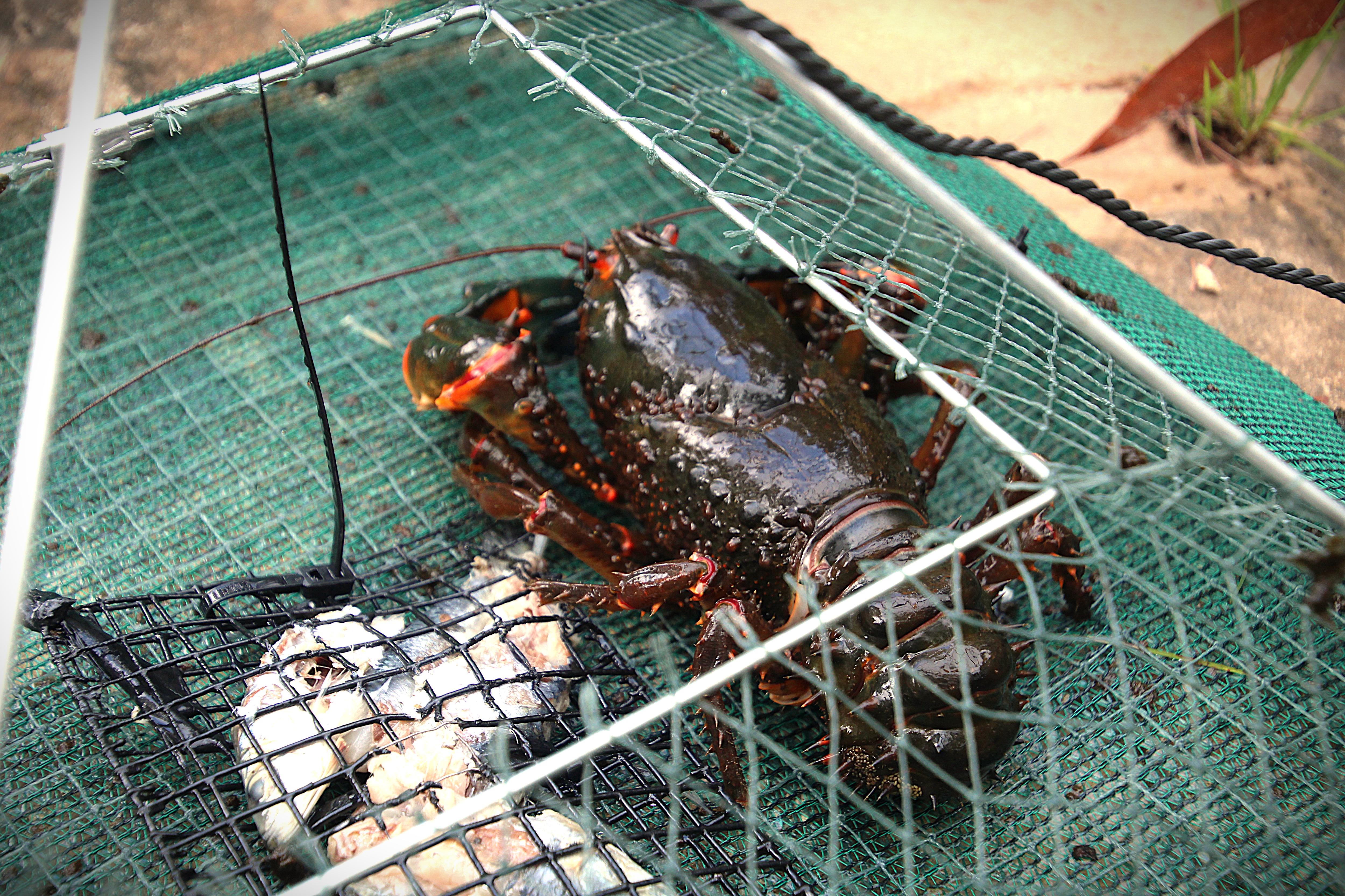 Spiny freshwater crayfish researched in first study of its kind in NSW ...