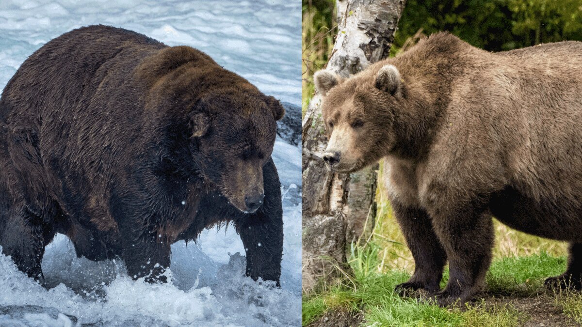 Fat Bear Week - ABC listen