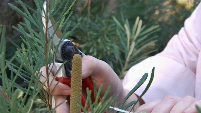 Pruning Natives - Gardening Australia