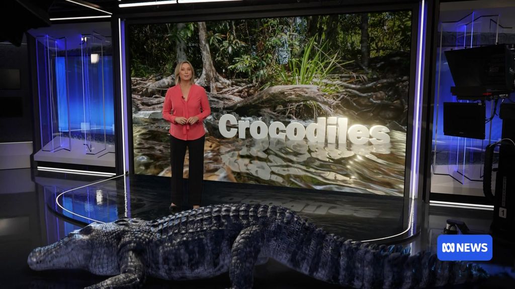 How do you stay safe in crocodile country? - ABC News