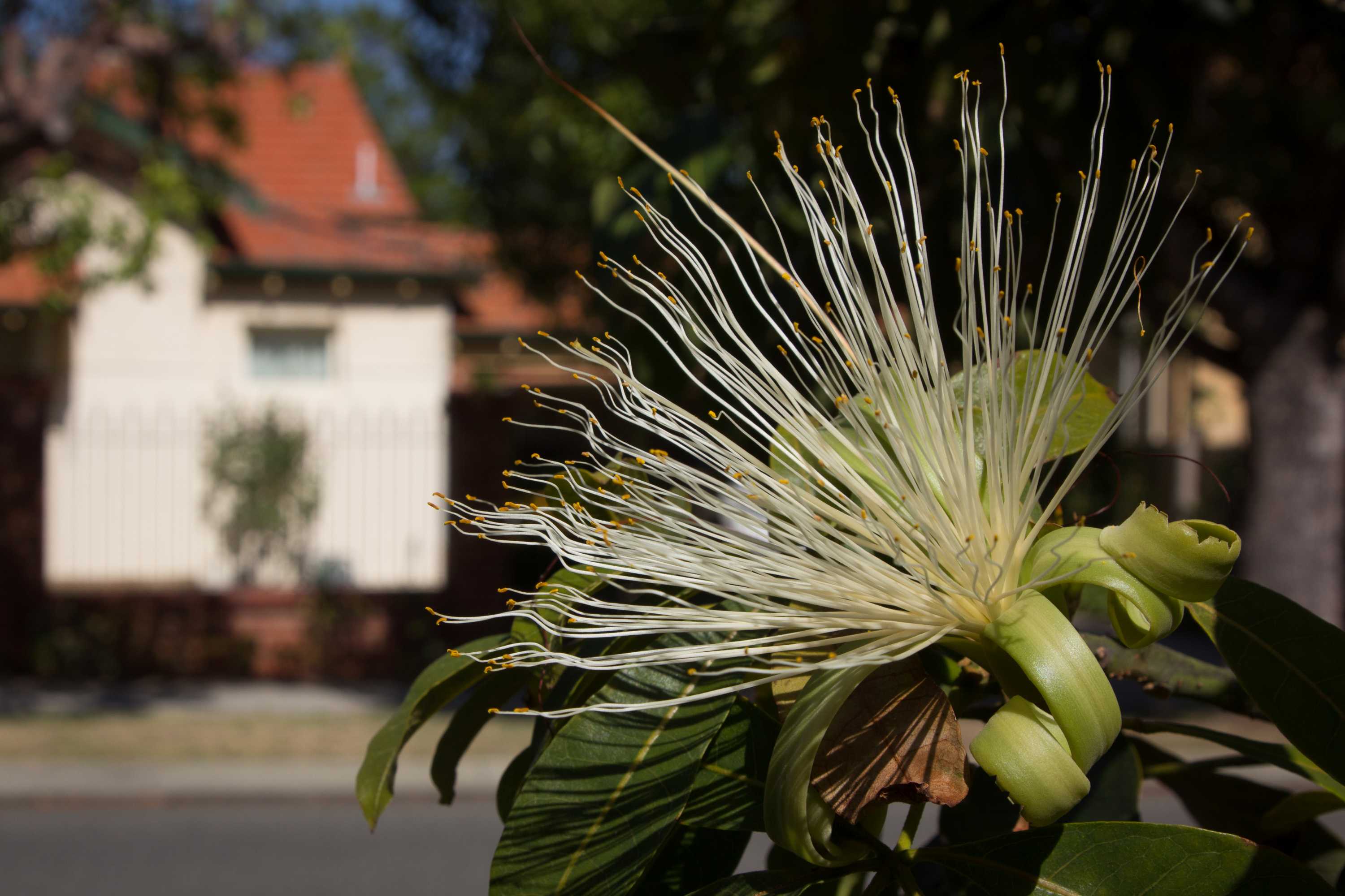 Tropical fruit lover finds the way to bring abundance to Perth's dry ...