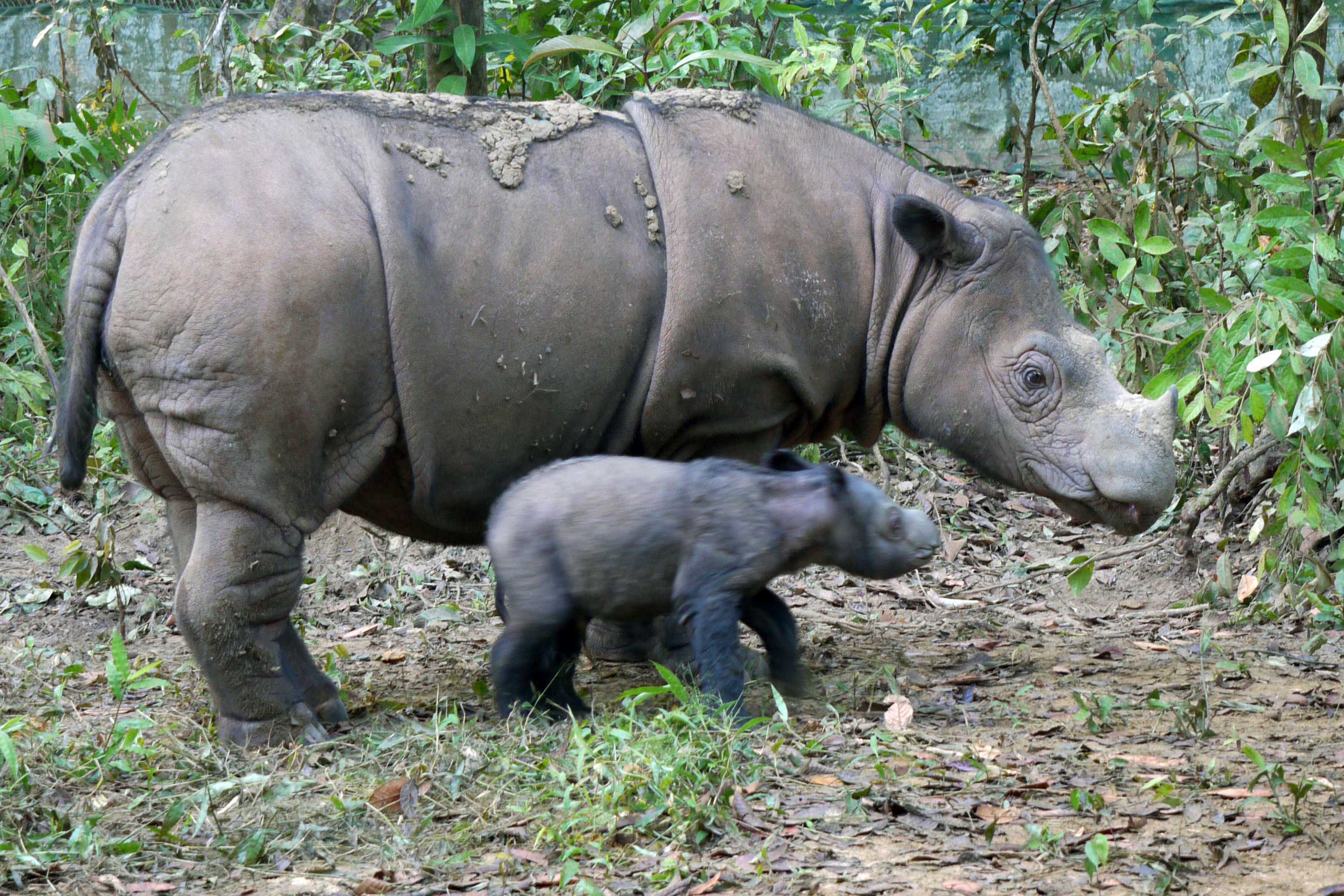 Sumatran rhino birth hailed as major boost for the critically ...