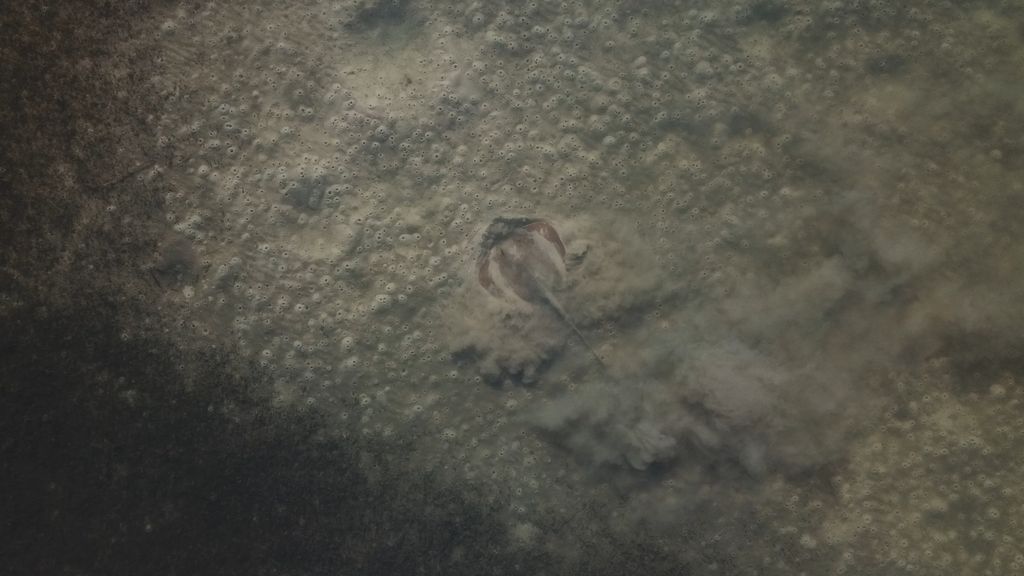 Animal Science - Topic - ABC News