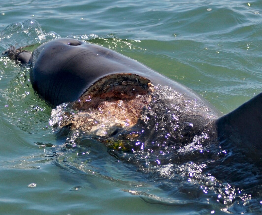 Shark Eats Dolphin Wild Sea Creatures Sharks Whales & Dolphins