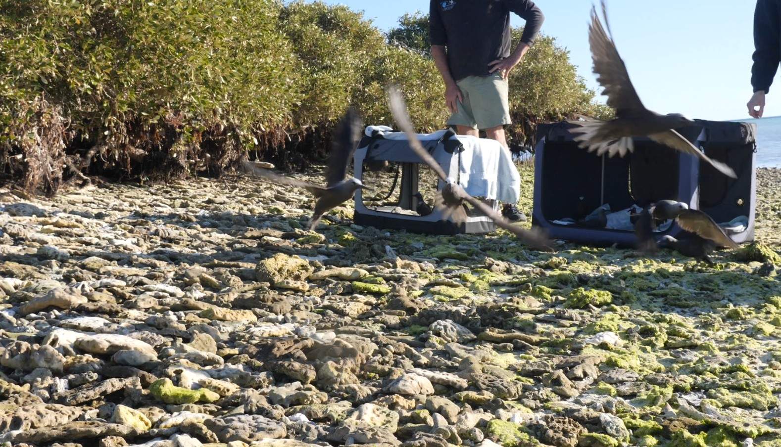 Volunteers return lesser noddy seabirds to Abrolhos Islands after once ...