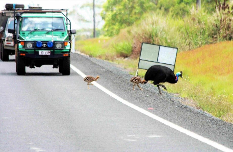 Mission Beach cassowary deaths spark calls for drivers to flash ...