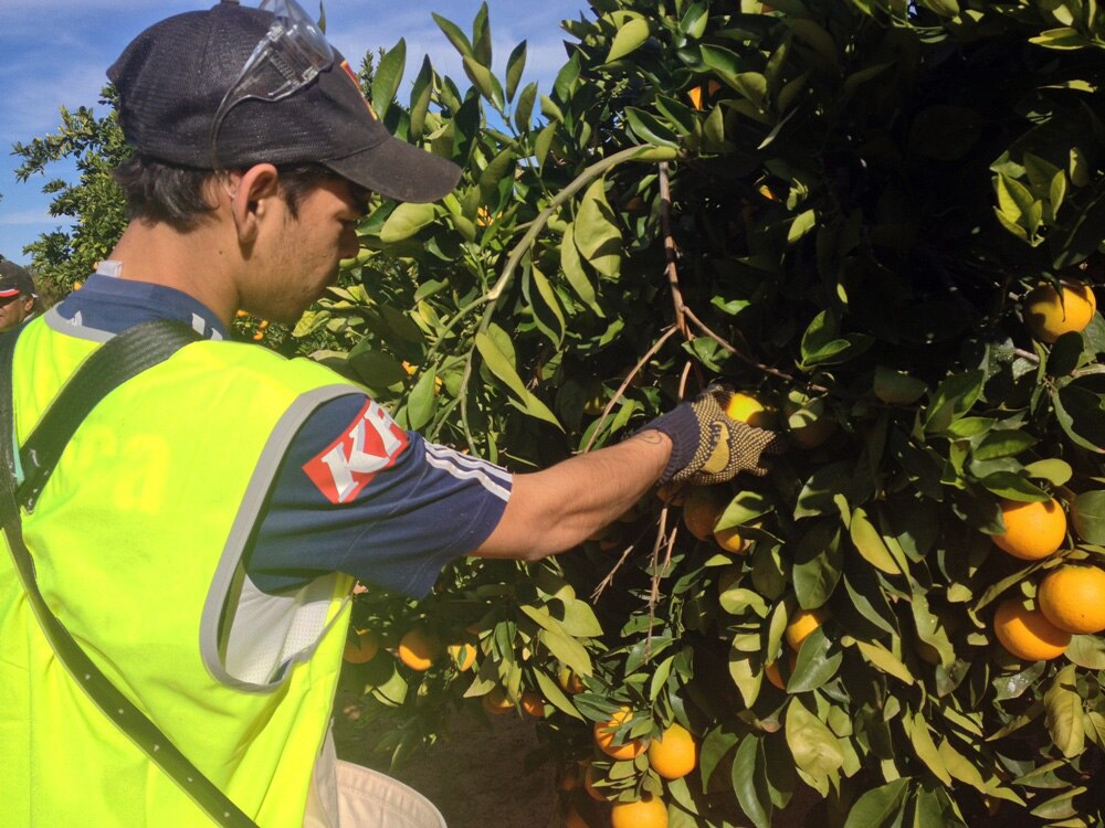 Sharing citrus skills - ABC News