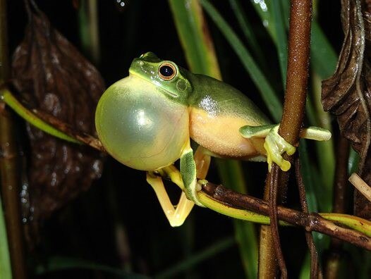 Aussie frogs: Why are so many dying and the efforts to bring them back ...