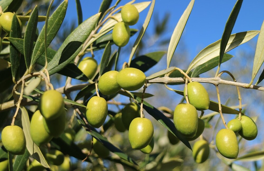 Community olive pressing popular - ABC listen