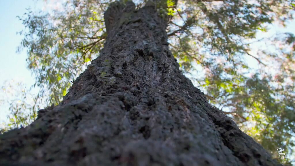 Plant Profile: Mugga Ironbark - Gardening Australia