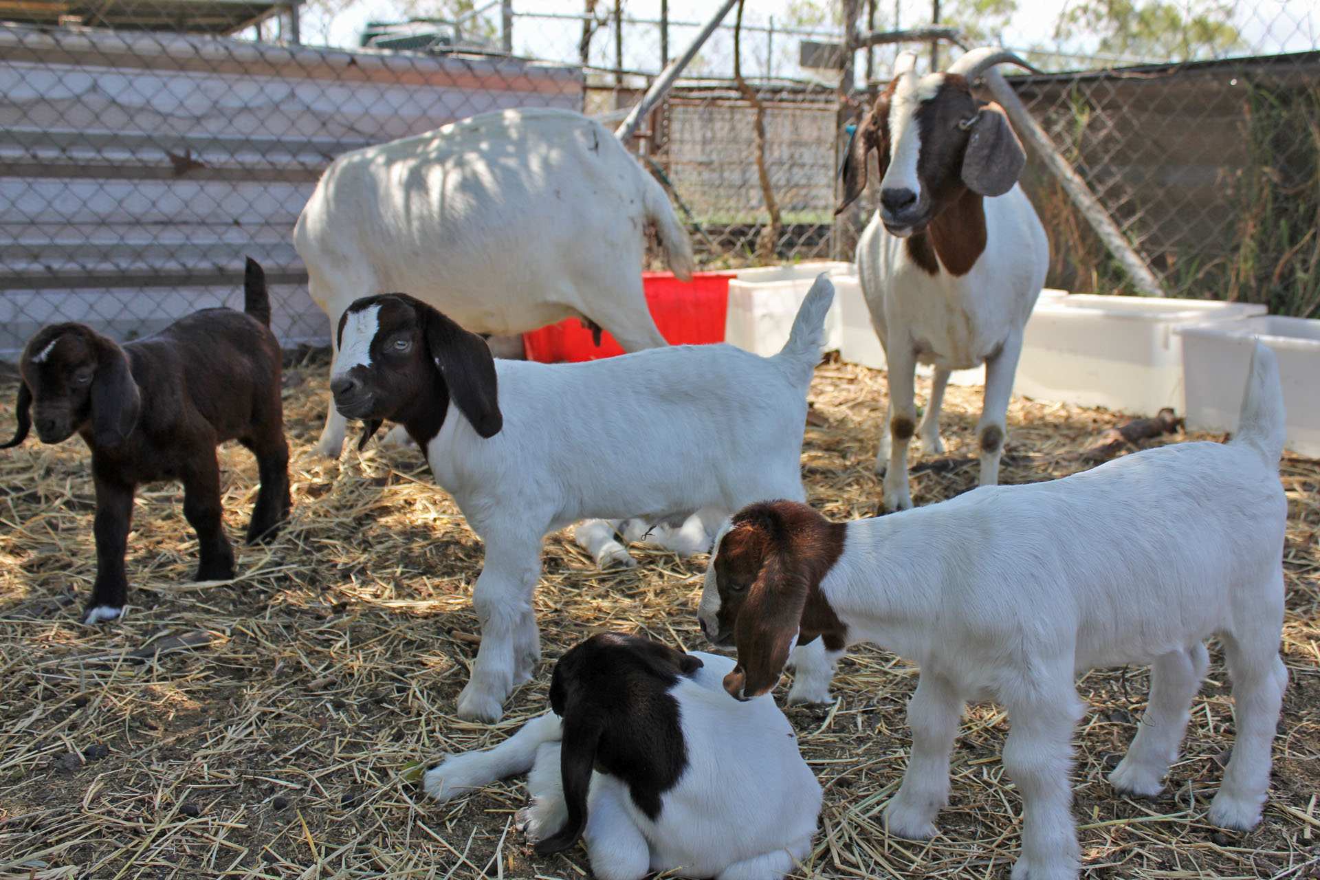 Growing demand for goat meat - ABC News