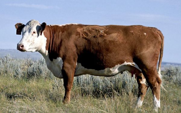 Research breakthrough paves way for 'supercow' - ABC News