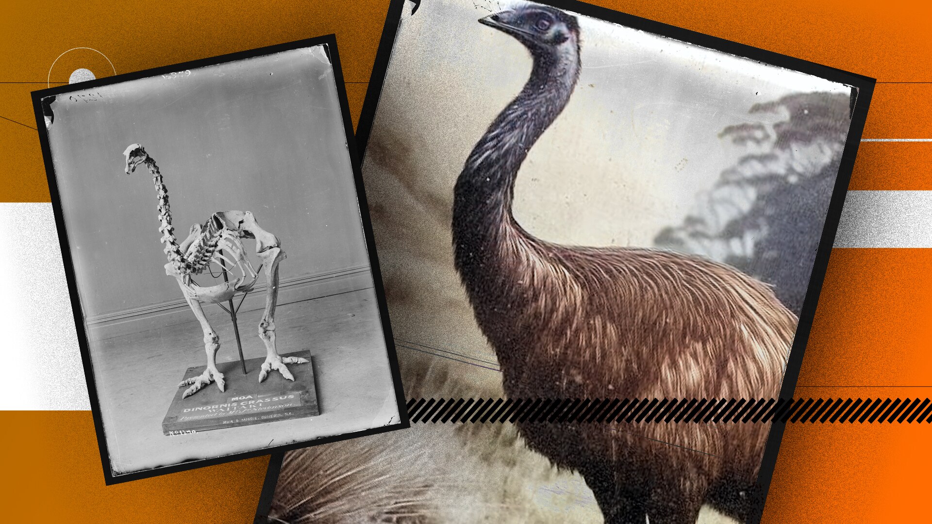 Moa De-extinction - Behind The News