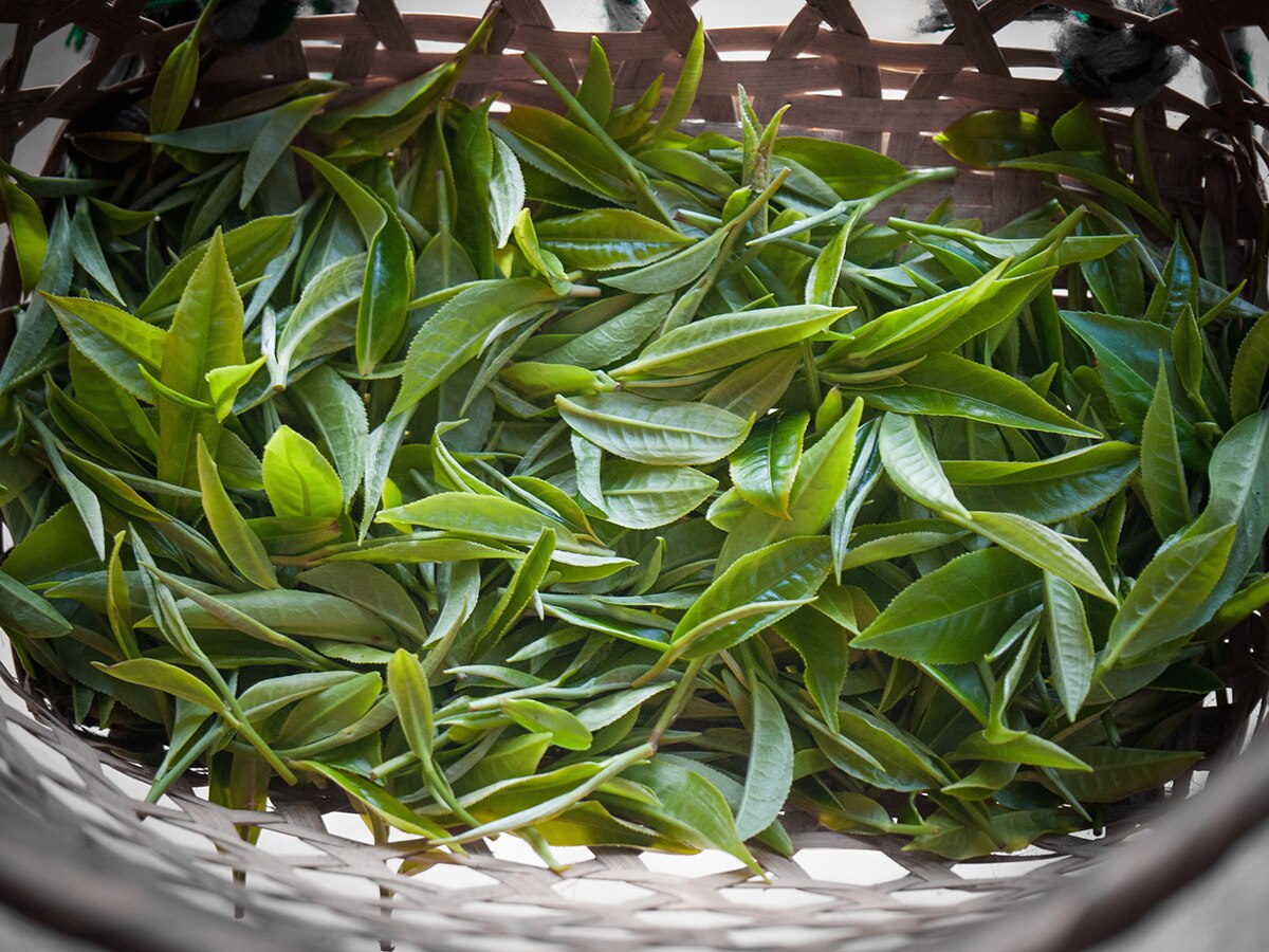 World tea judge Mark Thirlwall's mission to help Australians become tea ...