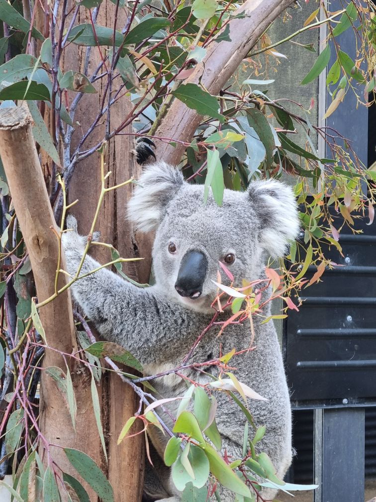 Artificial intelligence tracks male koala mating calls to guide ...
