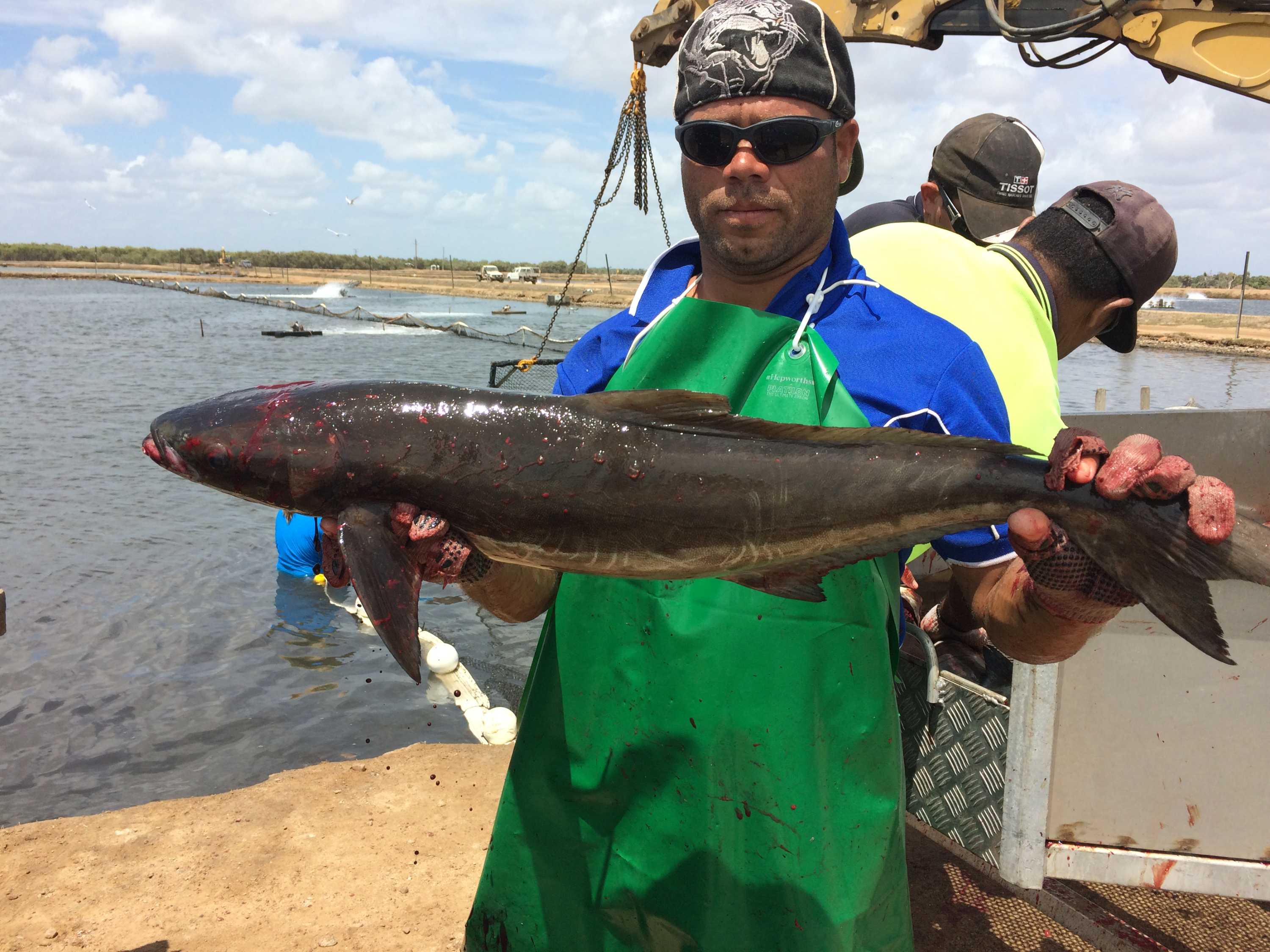 Cobia's fine dining success to kick-start multi-million-dollar ...