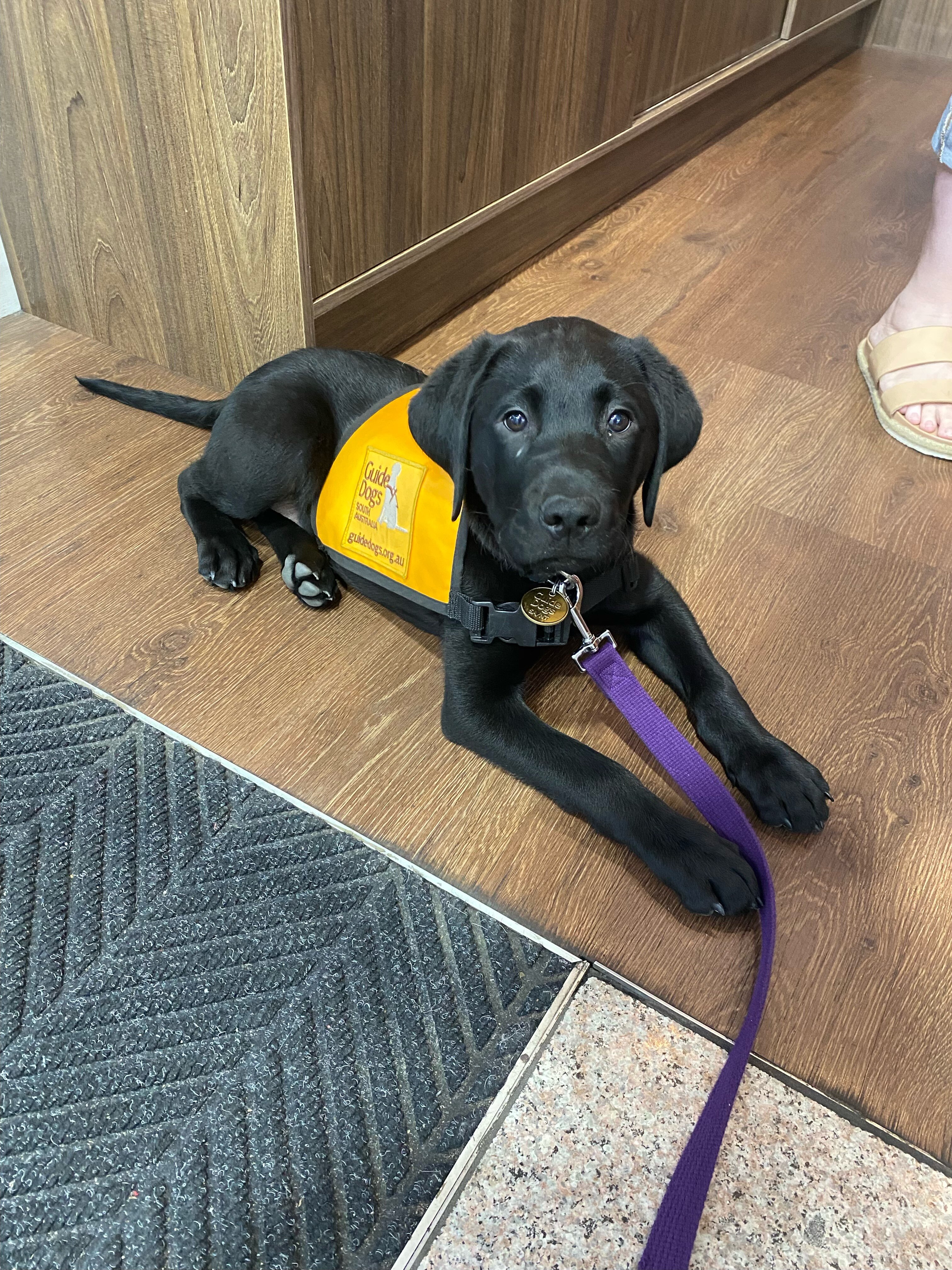 Who Started Guide Dogs Australia