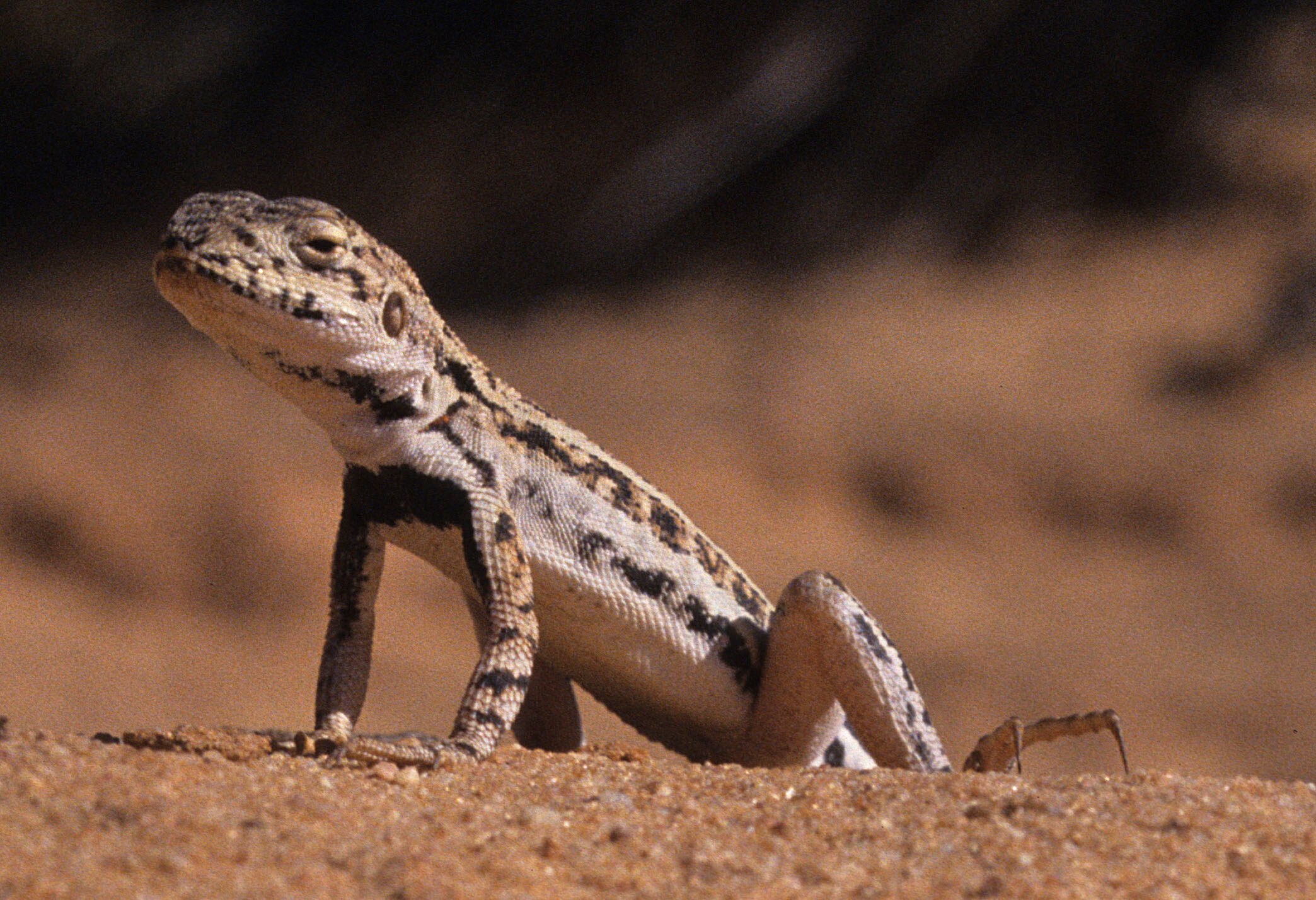 The tjakalpa, kartiwarrui, ibiri and tuniluki sand dragon lizards are ...