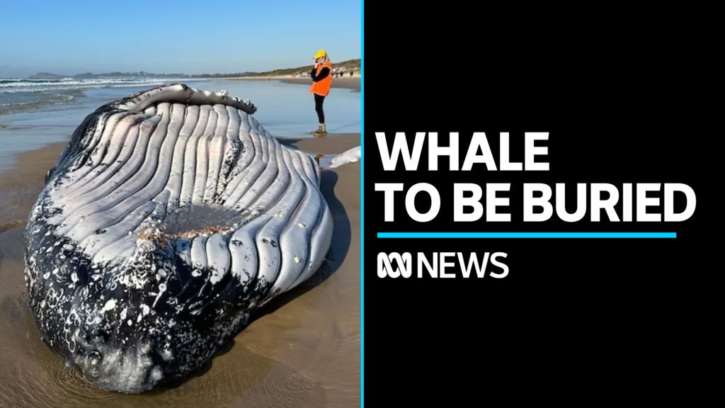 Excavator brought in to bury dead humpback whale - ABC News