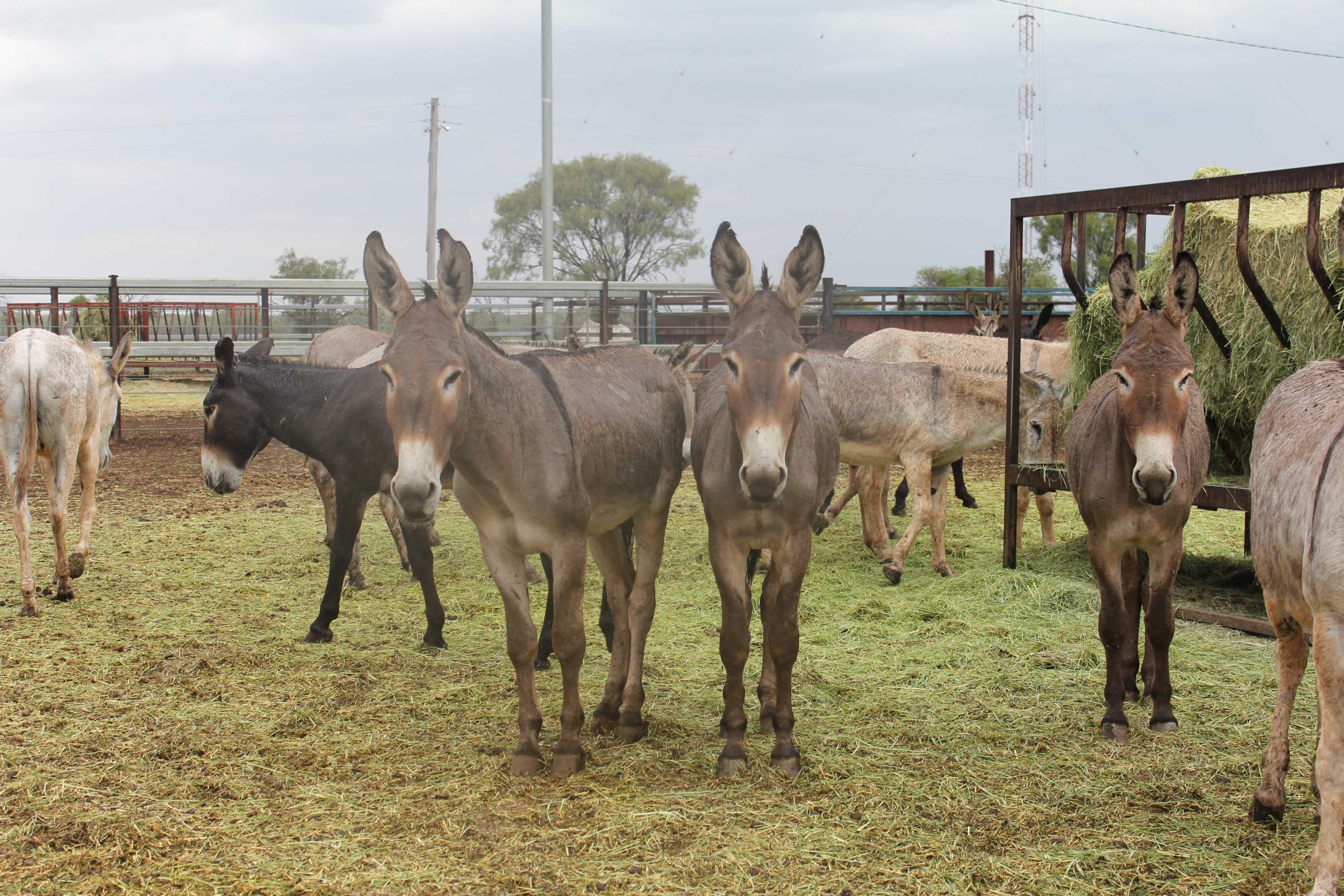 Wild donkeys settle in to sheep guarding role - ABC News