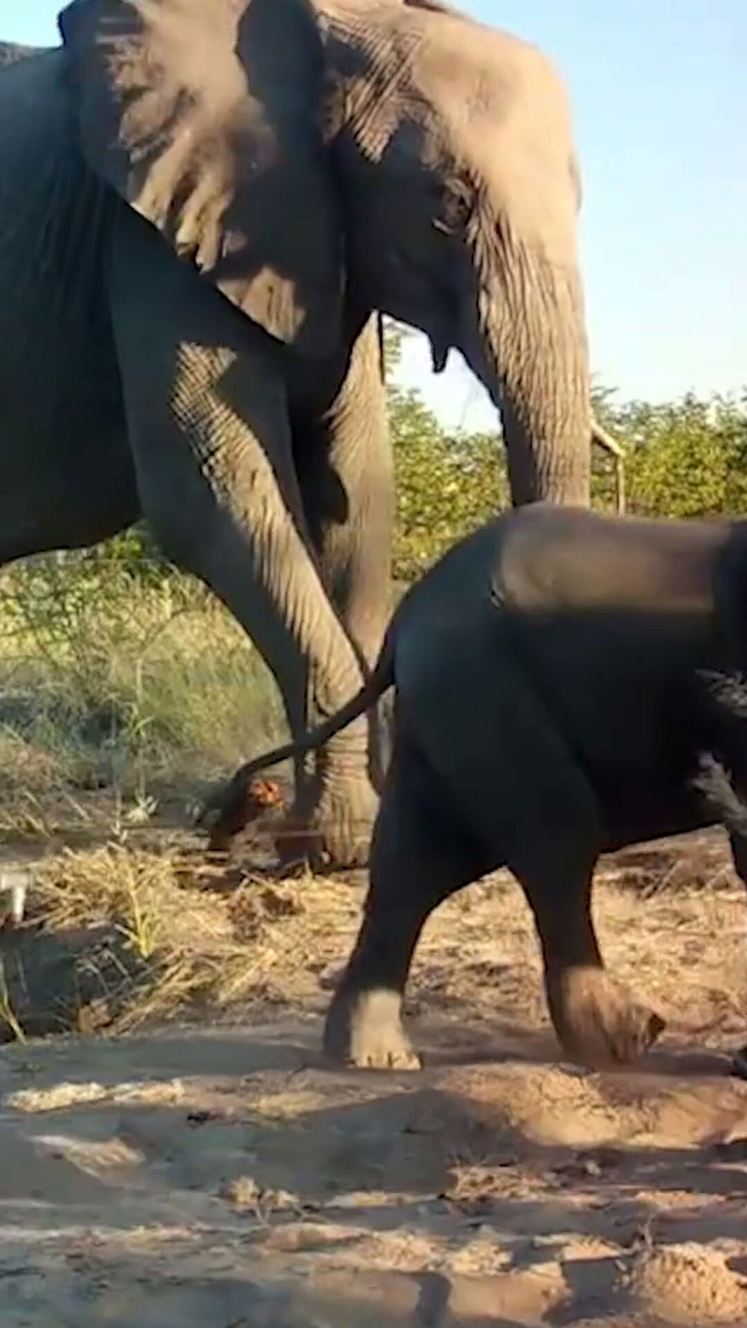 This country has a problem with elephants - ABC News