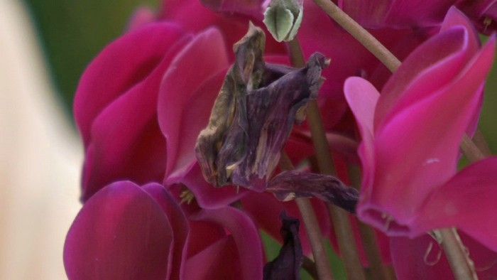 Deadheading Cyclamen - Gardening Australia