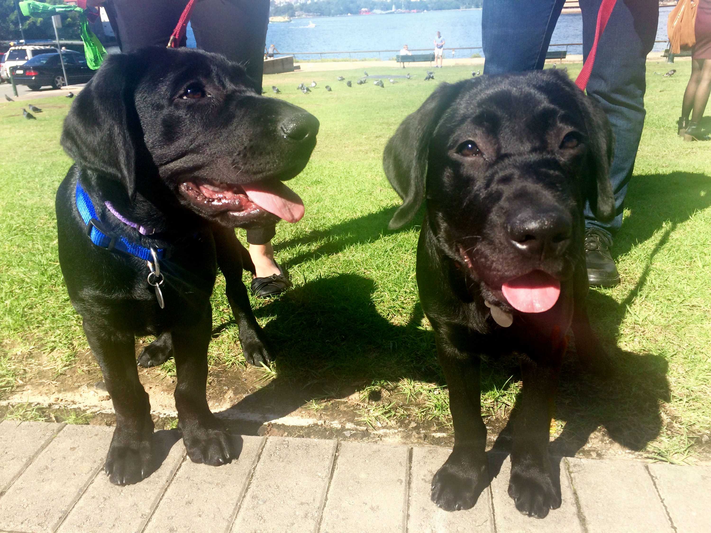 Guide Dogs warn of risks of distracting working animals in new Respect ...