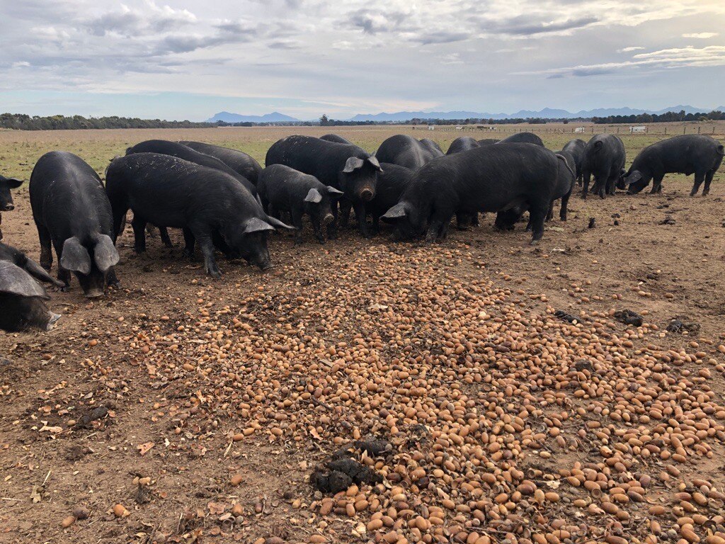 Why Do Dogs Snort Like A Pig