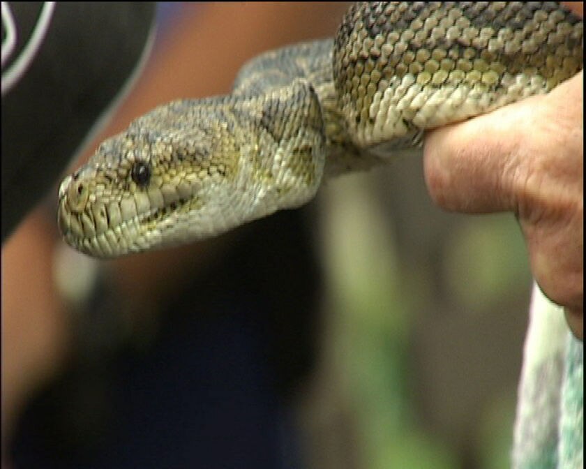 'Party-girl' python finally evicted - ABC News