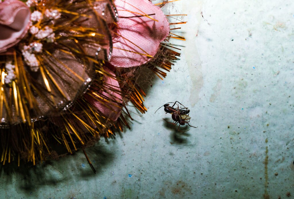 Counterpoint with Amanda Vanstone - ABC listen
