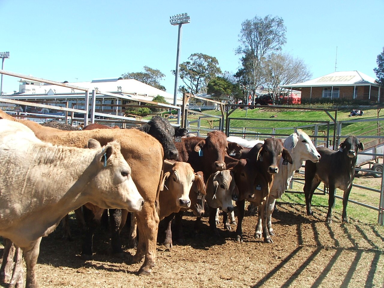 Lack of cattle threatens Warwick national campdraft - ABC News