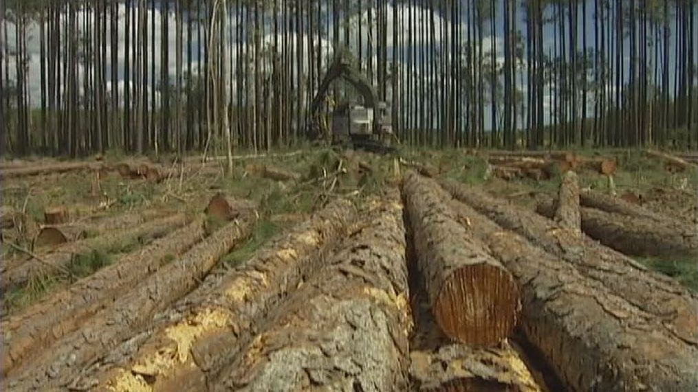 Qld Government re-opens native forests to logging - ABC News