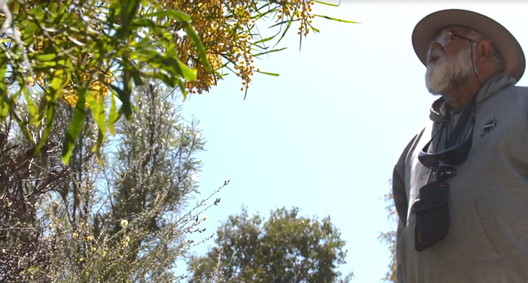 Noel Nannup observes an acacia tree - ABC News