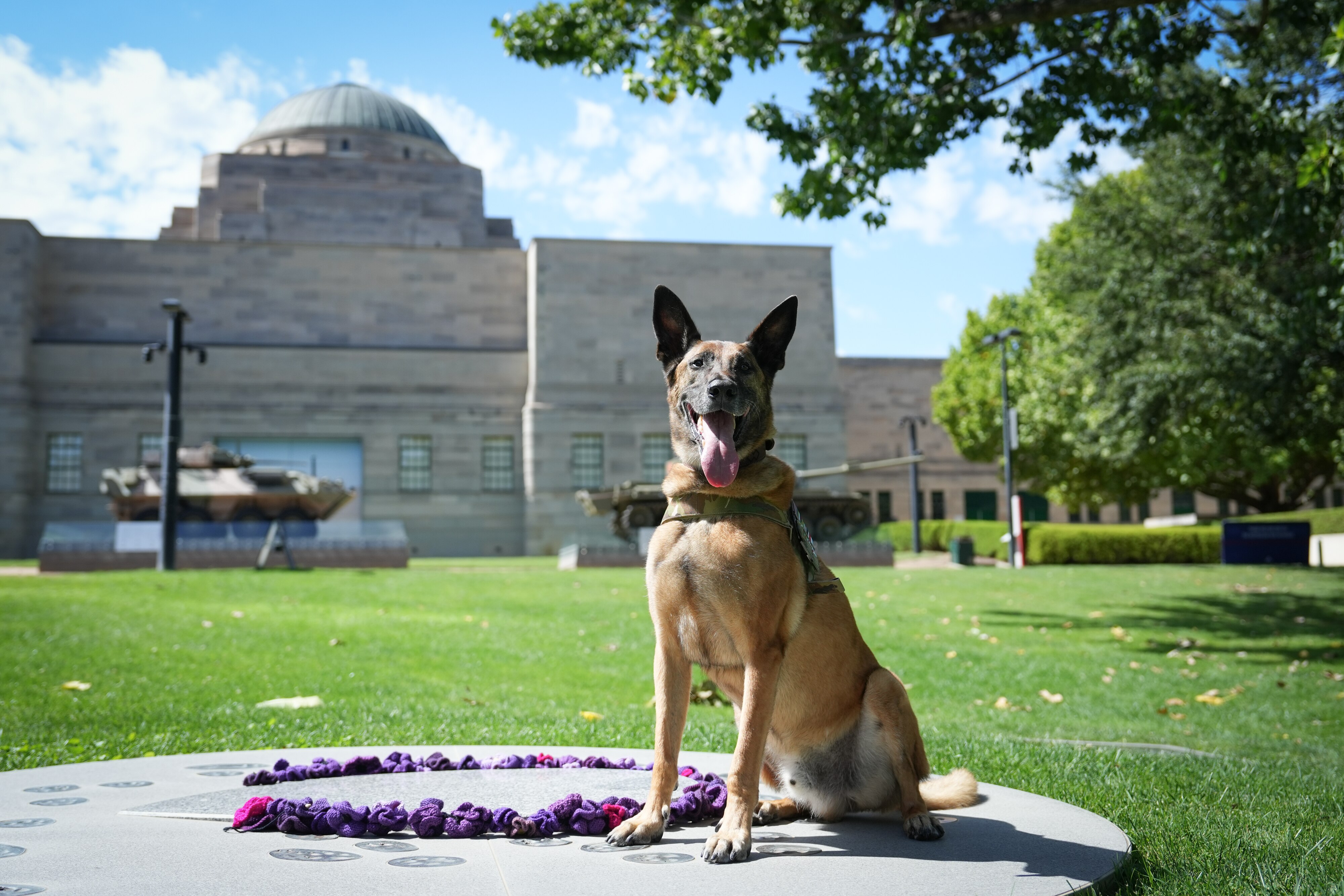 Retired military service dogs Manic and Aslan receive Australian Animal ...