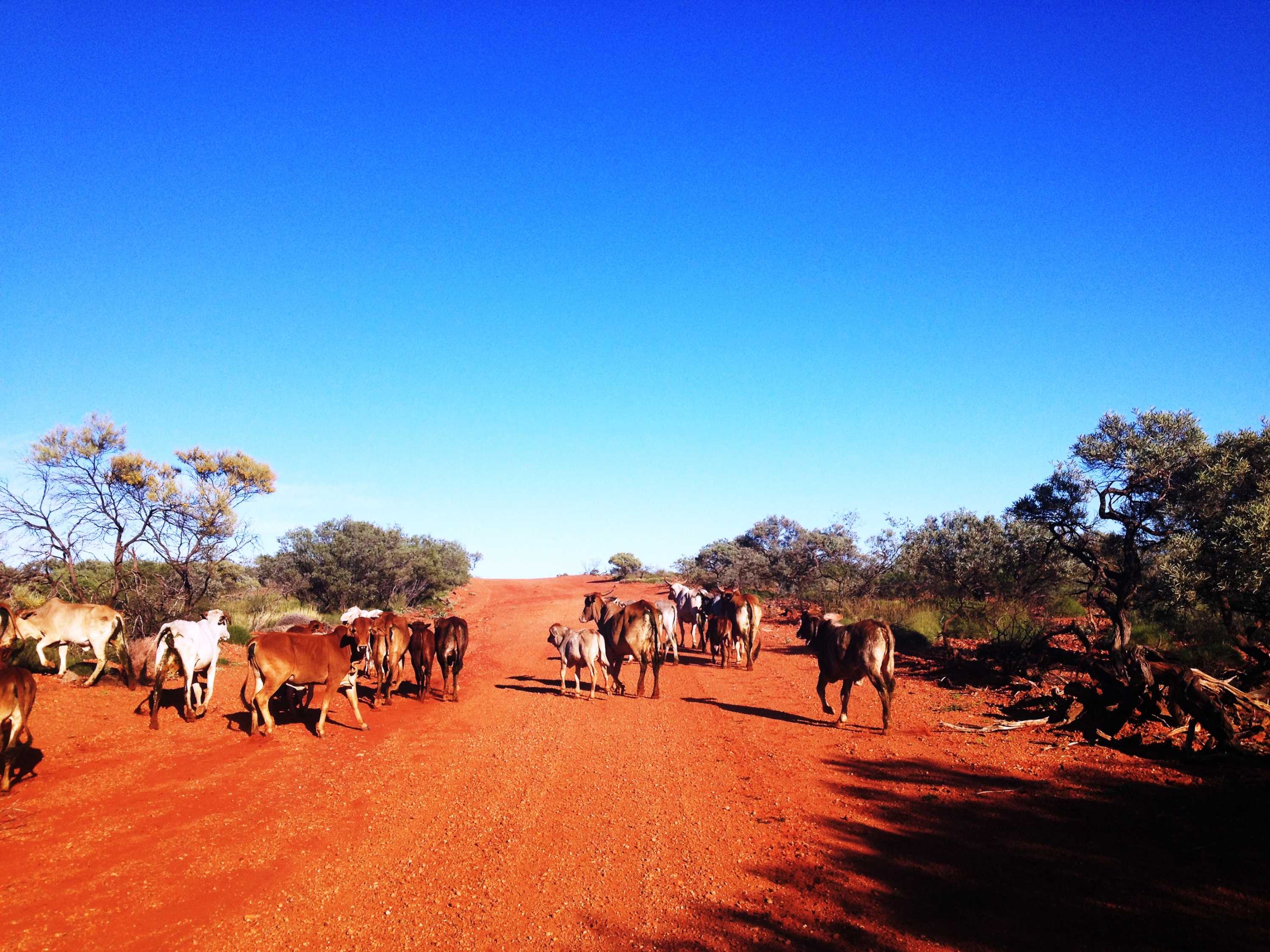 Funds for new cattle fencing in the Pilbara - ABC News