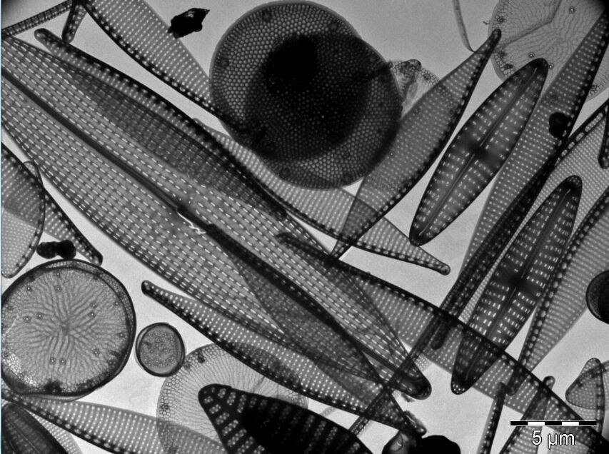 Massive study of ocean microbes to help predict climate change impact ...