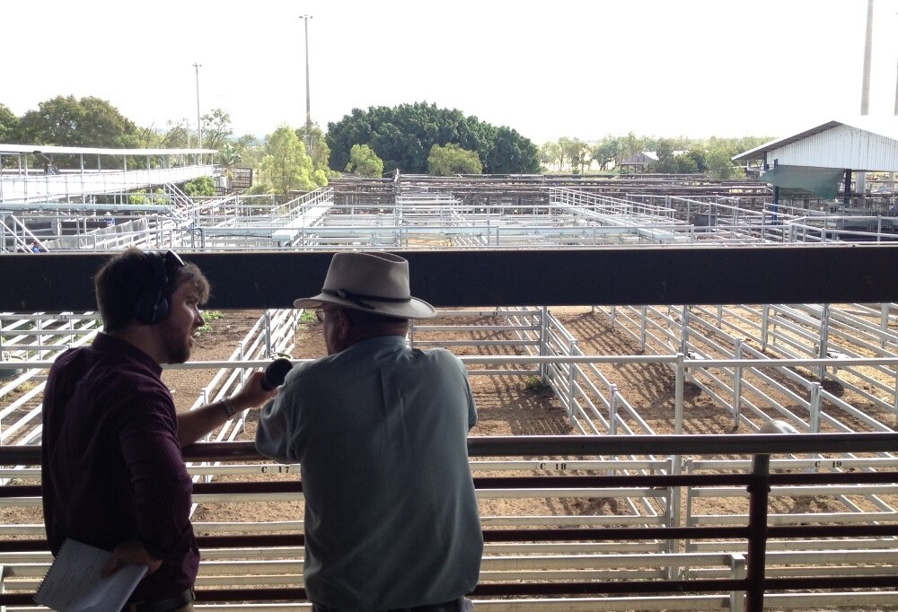 Tough times continue for cattlemen - ABC News