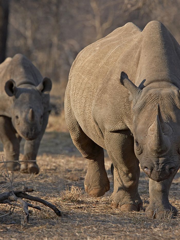 Up close with the rhinos at the centre of Africa's poaching problem - ABC listen