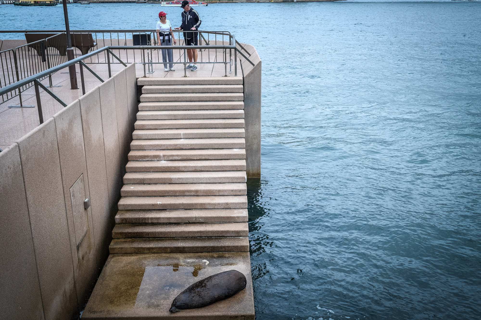 New Zealand fur seal still squatting on Opera House stairs one year on ...
