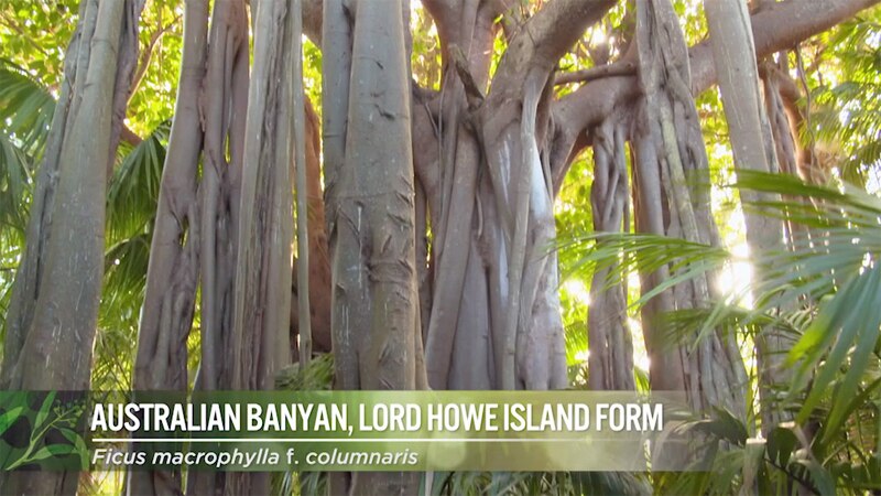 The Where and What of Howe - Gardening Australia