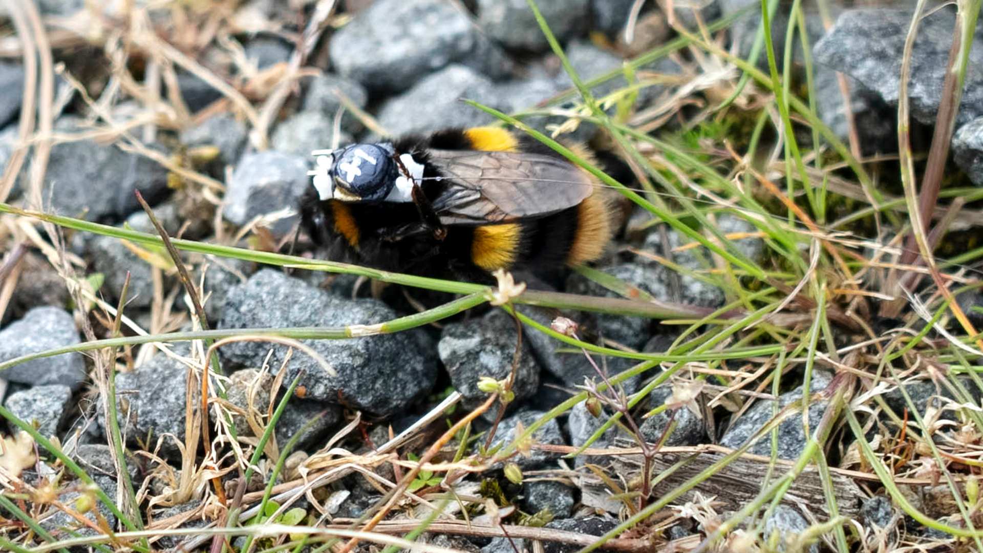 Bumblebee Tracking - Behind The News