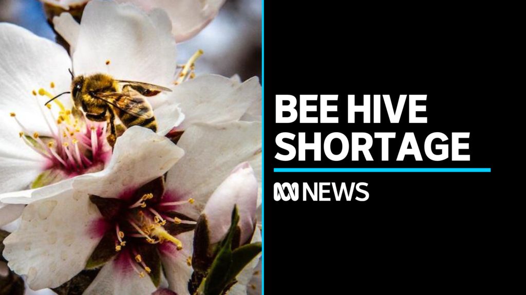 Victorian almond growers struggle amid NSW bee hive ban - ABC News