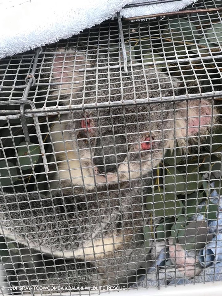 Nine-year-old koala rescued from Oakey army base treated for severe ...
